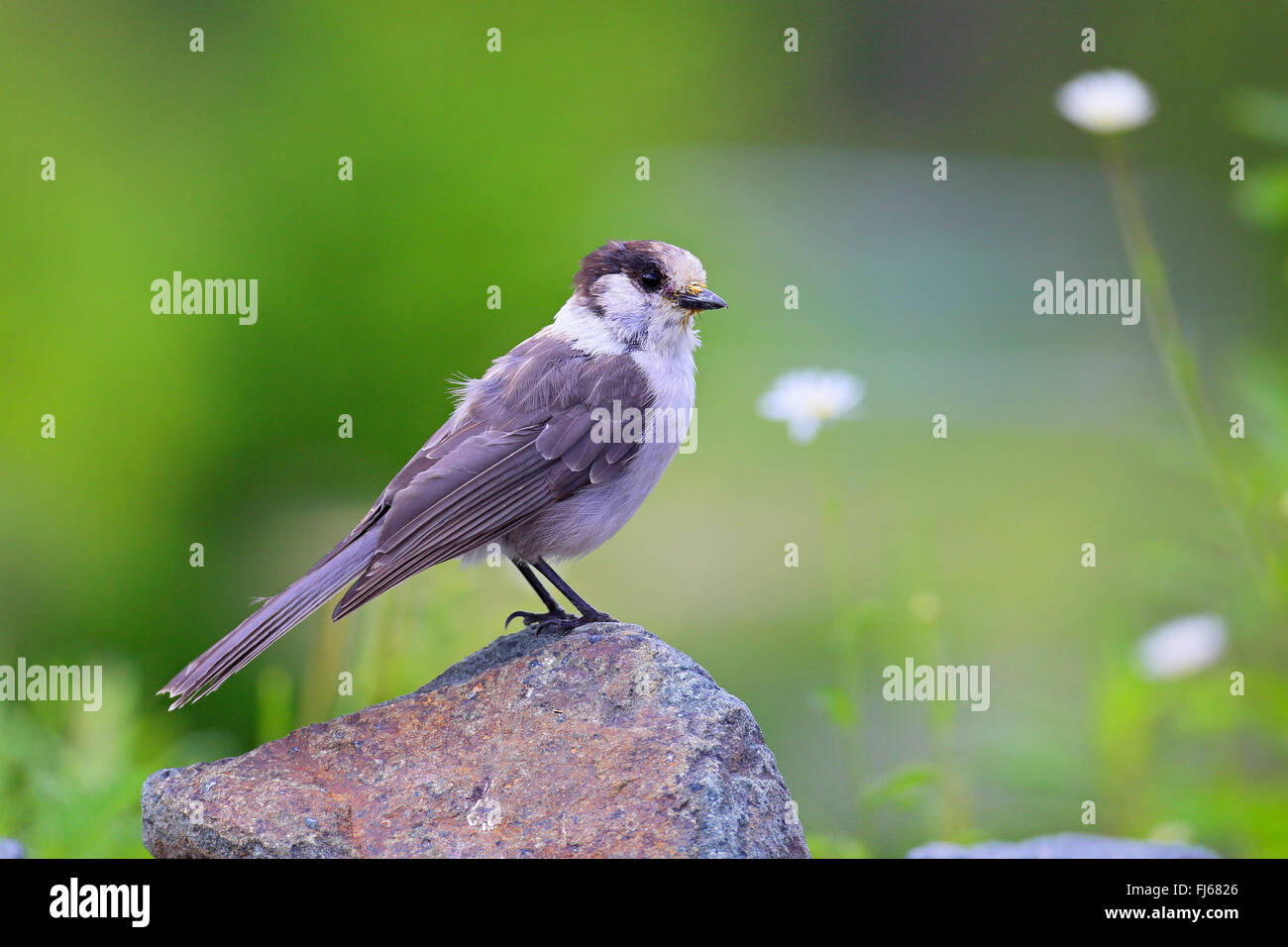 grey jay (Perisoreus canadensis), stands on a stone, Canada, British ...