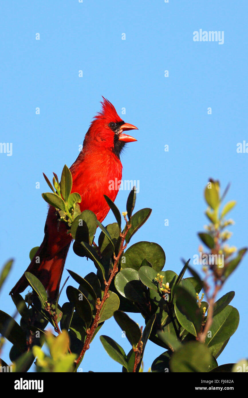 Common cardinal, Red cardinal (Cardinalis cardinalis), male sits on a ...