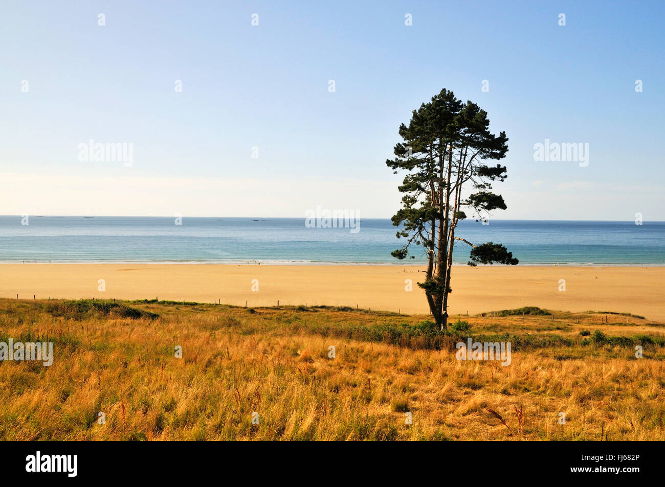 Italian cypress (Cupressus sempervirens), single tree on the beach in ...