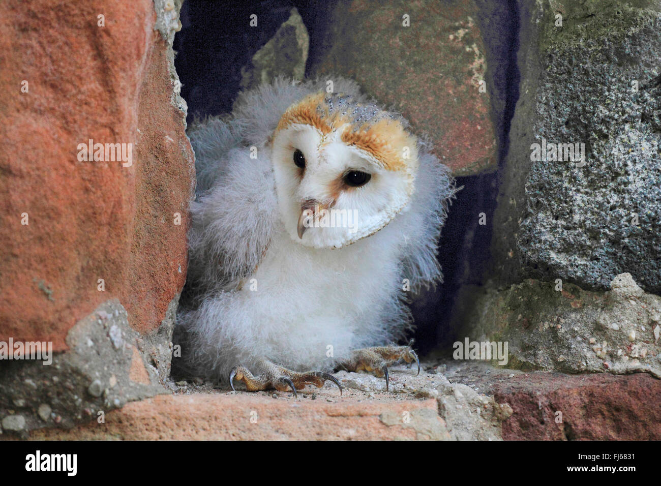 Juvenile barn owl tyto hi-res stock photography and images - Alamy