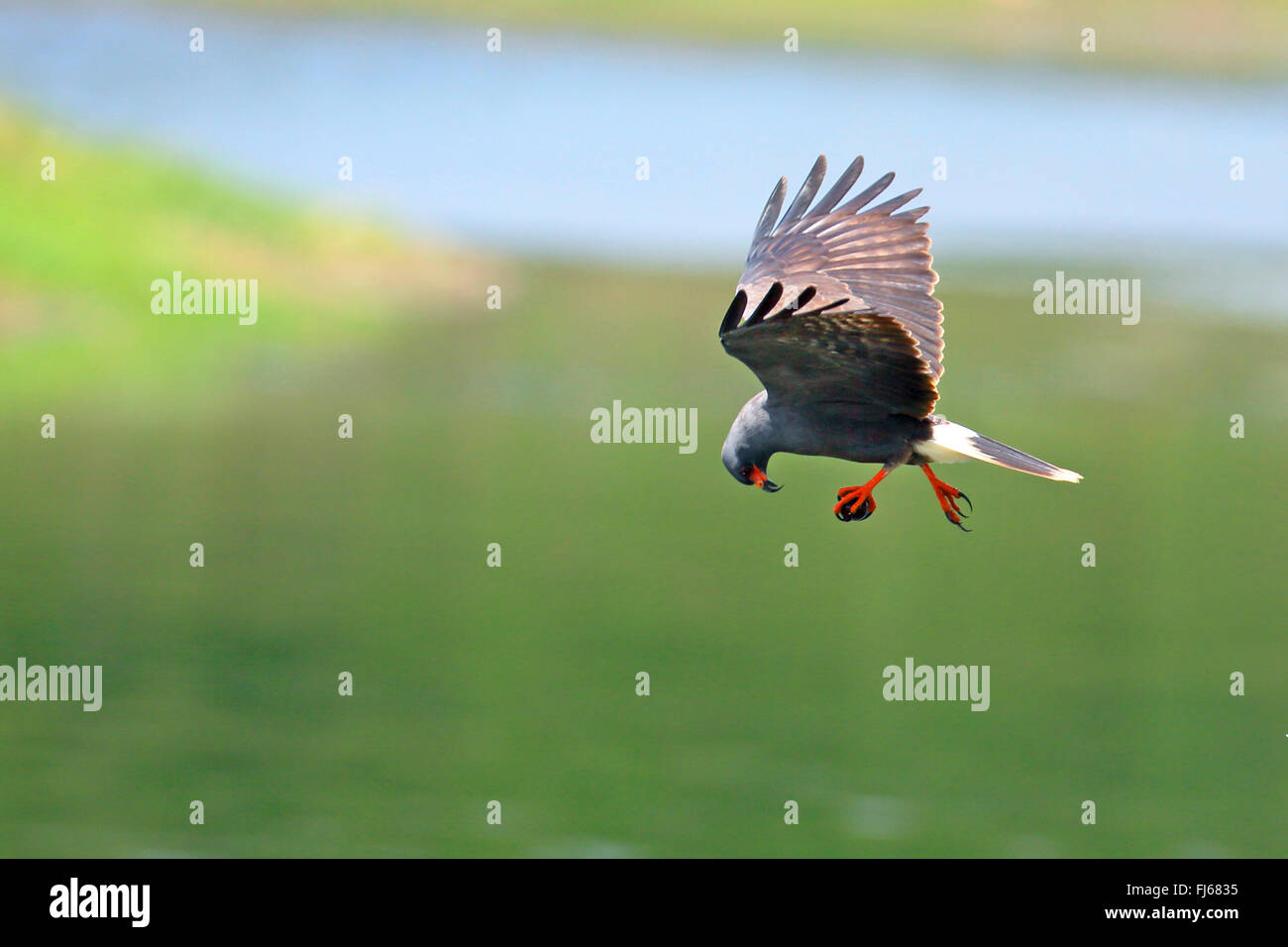everglade kite, snail kite (Rostrhamus sociabilis), flying male with ...