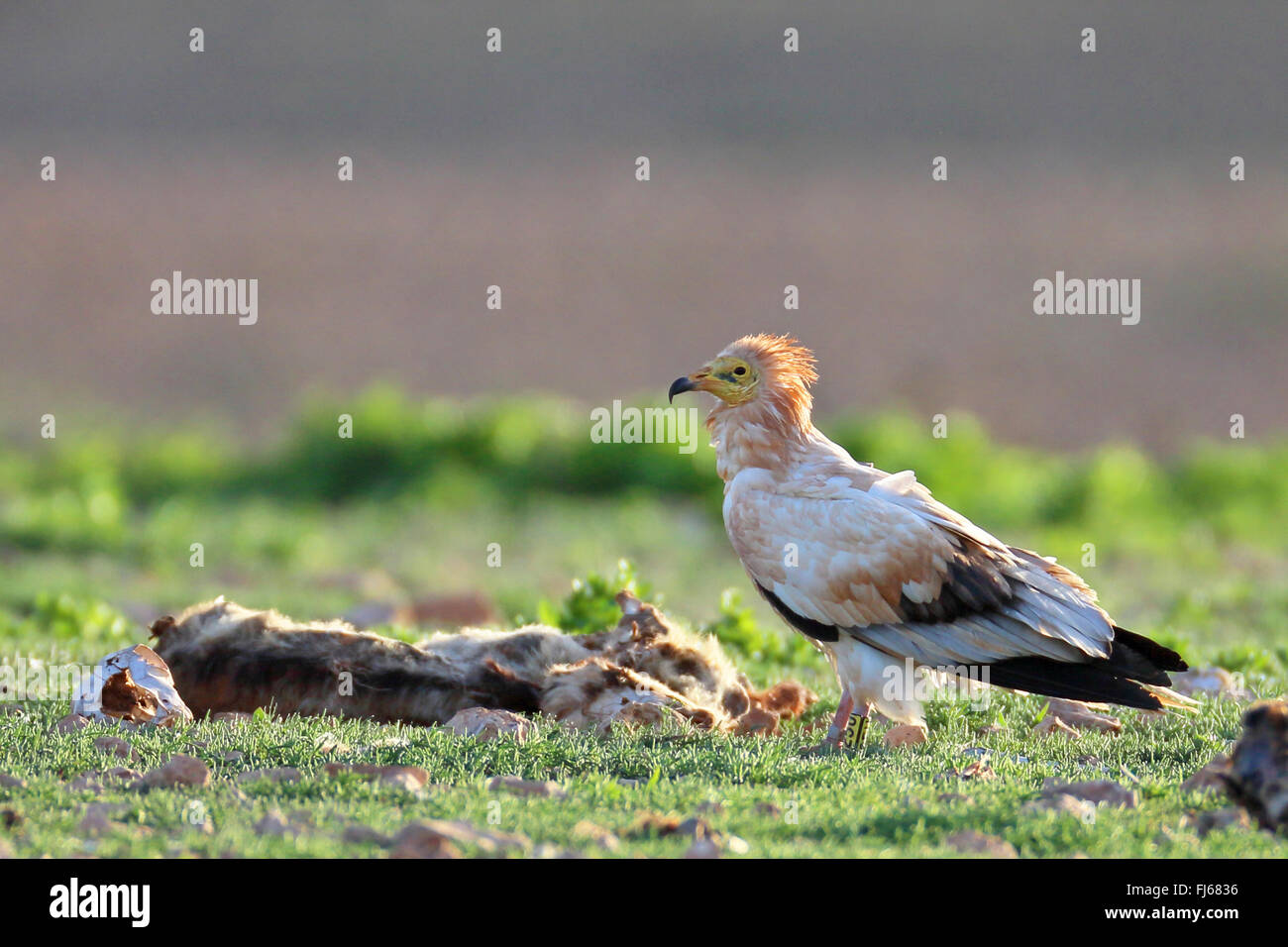 Egyptian vulture (Neophron percnopterus), stands next to a cadaver ...