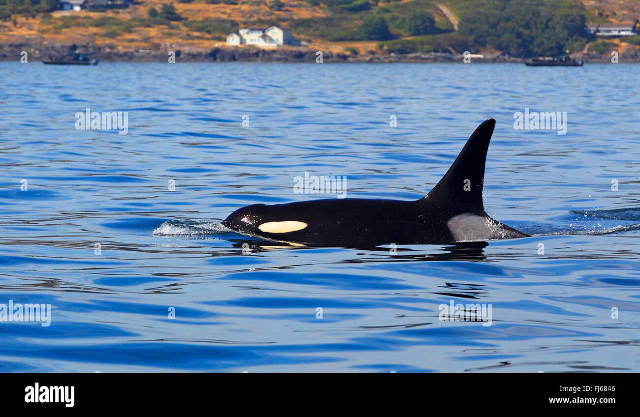 orca, great killer whale, grampus (Orcinus orca), swimming male, Canada ...