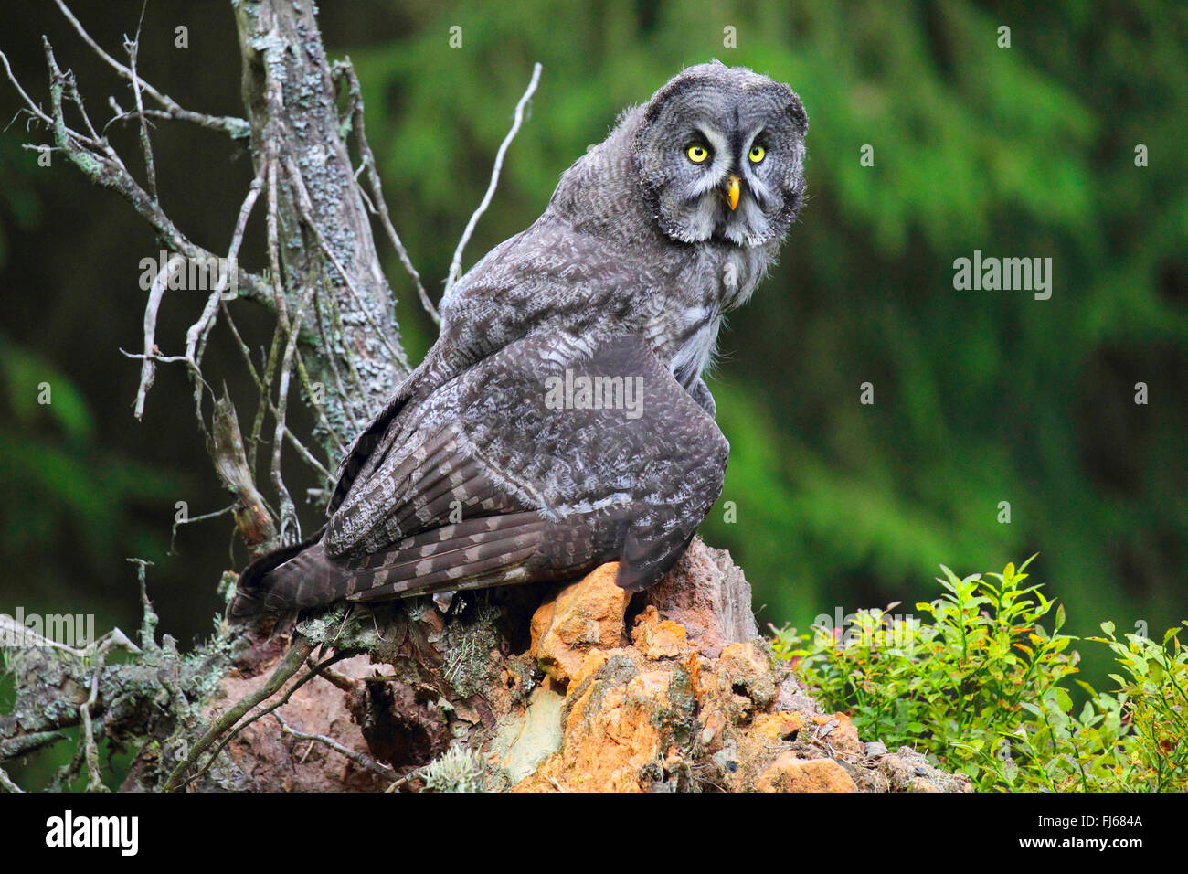 great grey owl (Strix nebulosa), sits on a tree root, Germany Stock ...