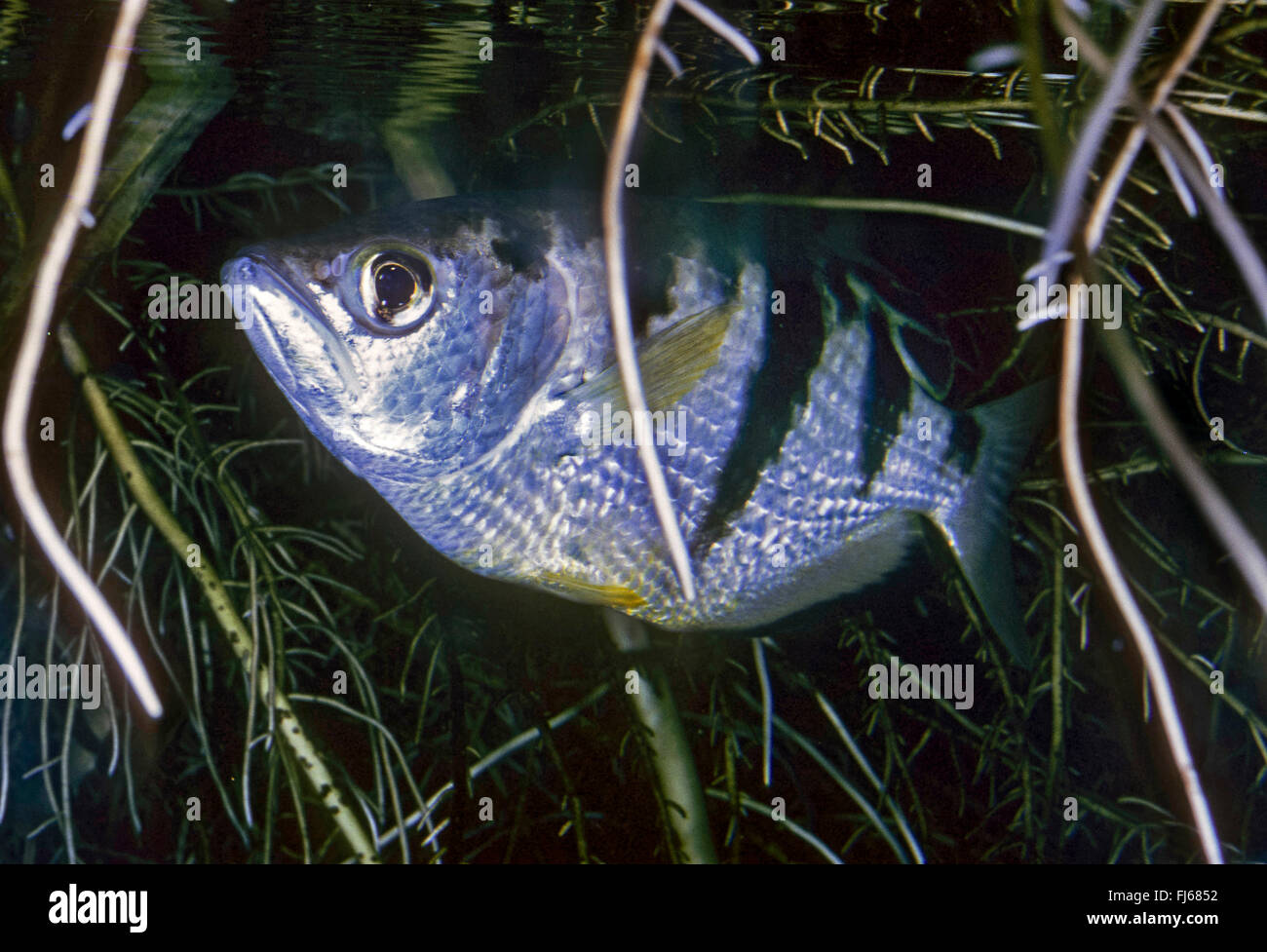 Jaculator fish hi-res stock photography and images - Alamy