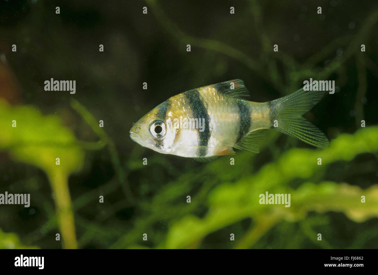 Sumatra barb, tiger barb (Puntius tetrazona, Barbus tetrazona ...