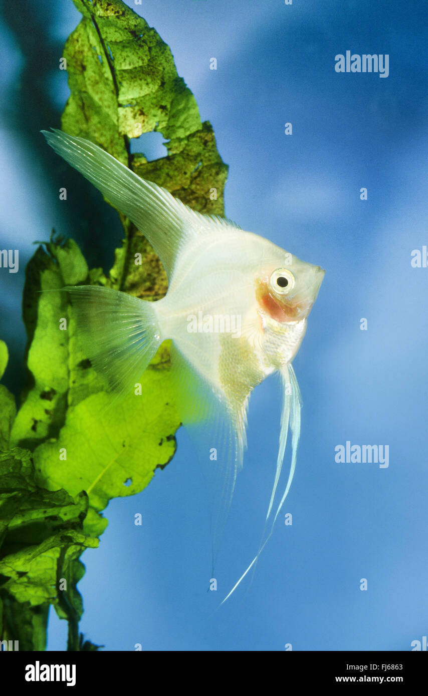 Freshwater angelfish, Longfin angel fish, Black angelfish, Scalare ...