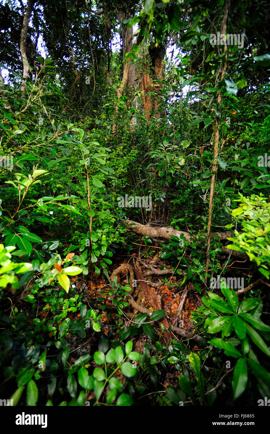 Vegetation in the new caledonian rain forest hi-res stock photography ...