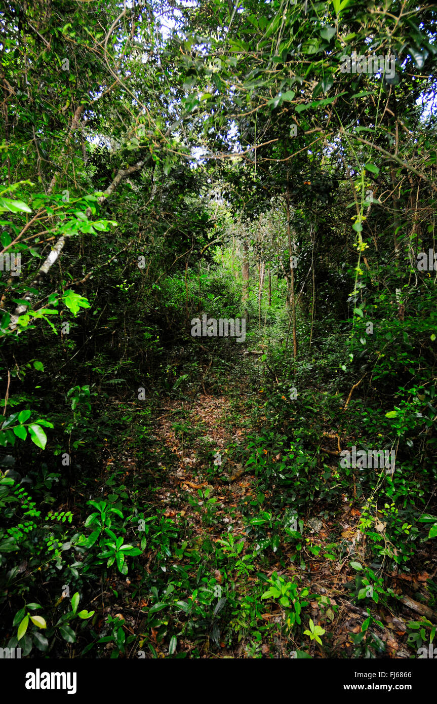 Vegetation in the new caledonian rain forest hi-res stock photography ...