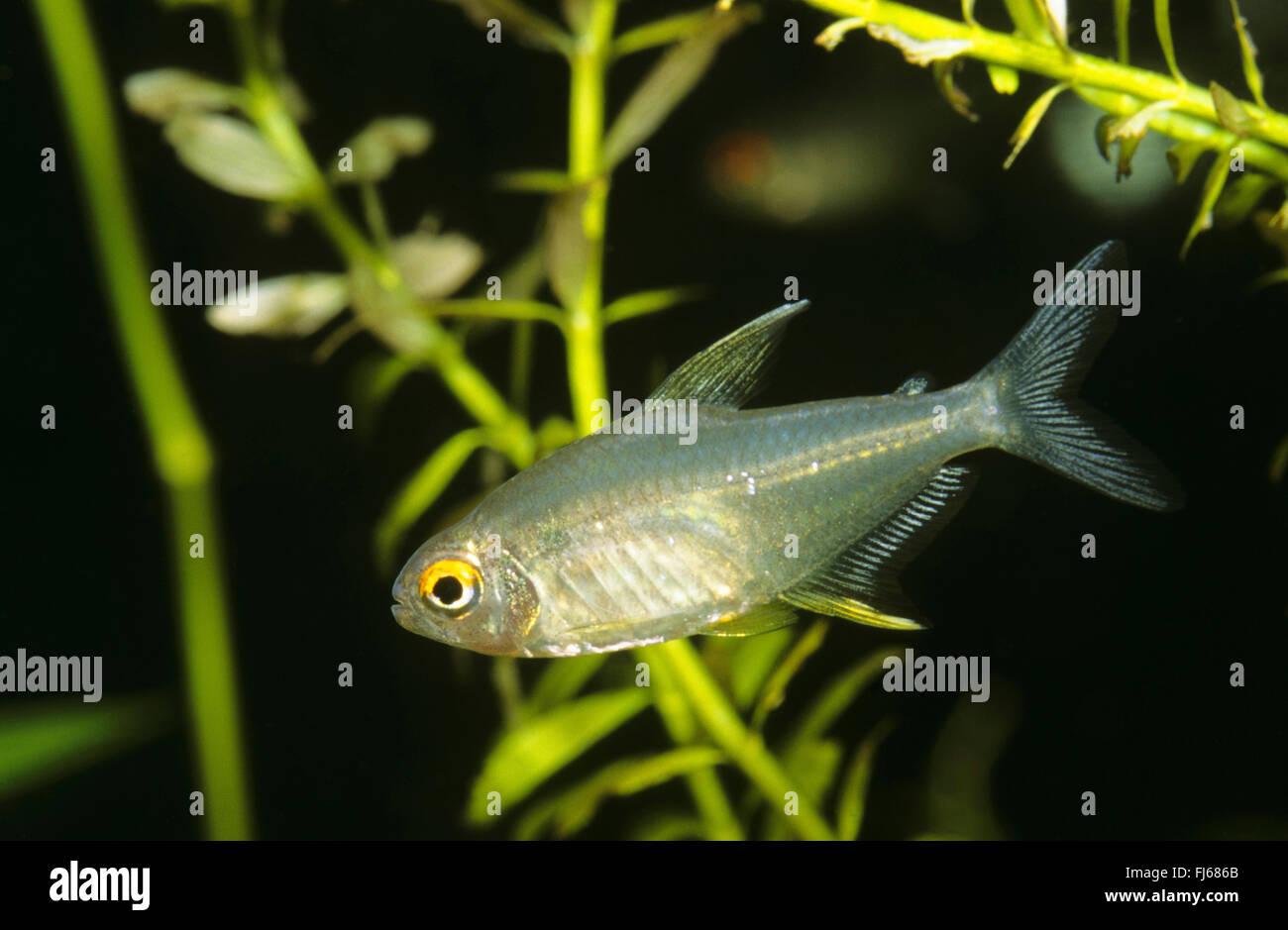 Lemon tetra (Hyphessobrycon pulchripinnis), swimming Stock Photo - Alamy