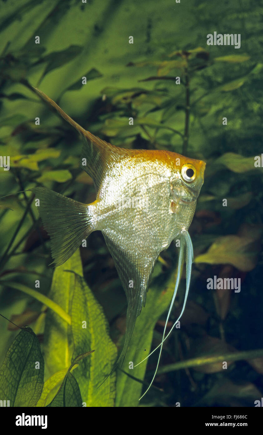 Freshwater angelfish, Longfin angel fish, Black angelfish, Scalare ...