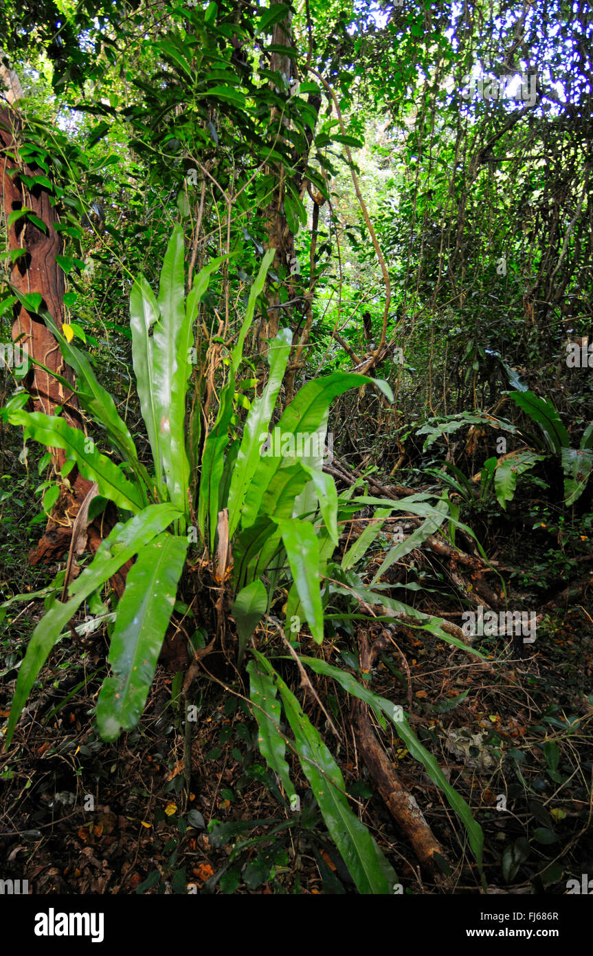 Vegetation in the new caledonian rain forest hi-res stock photography ...
