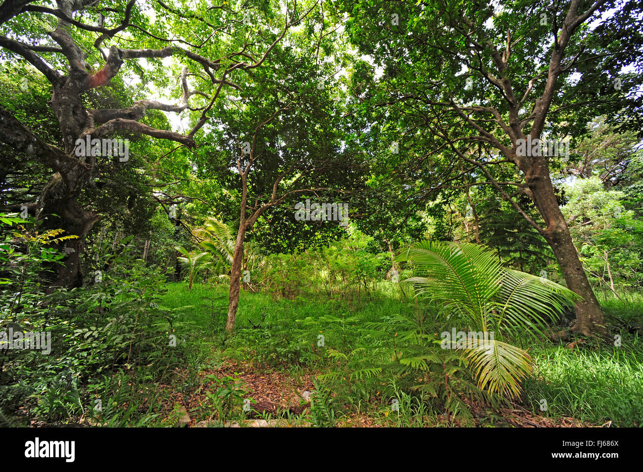 Vegetation in the new caledonian rain forest hi-res stock photography ...