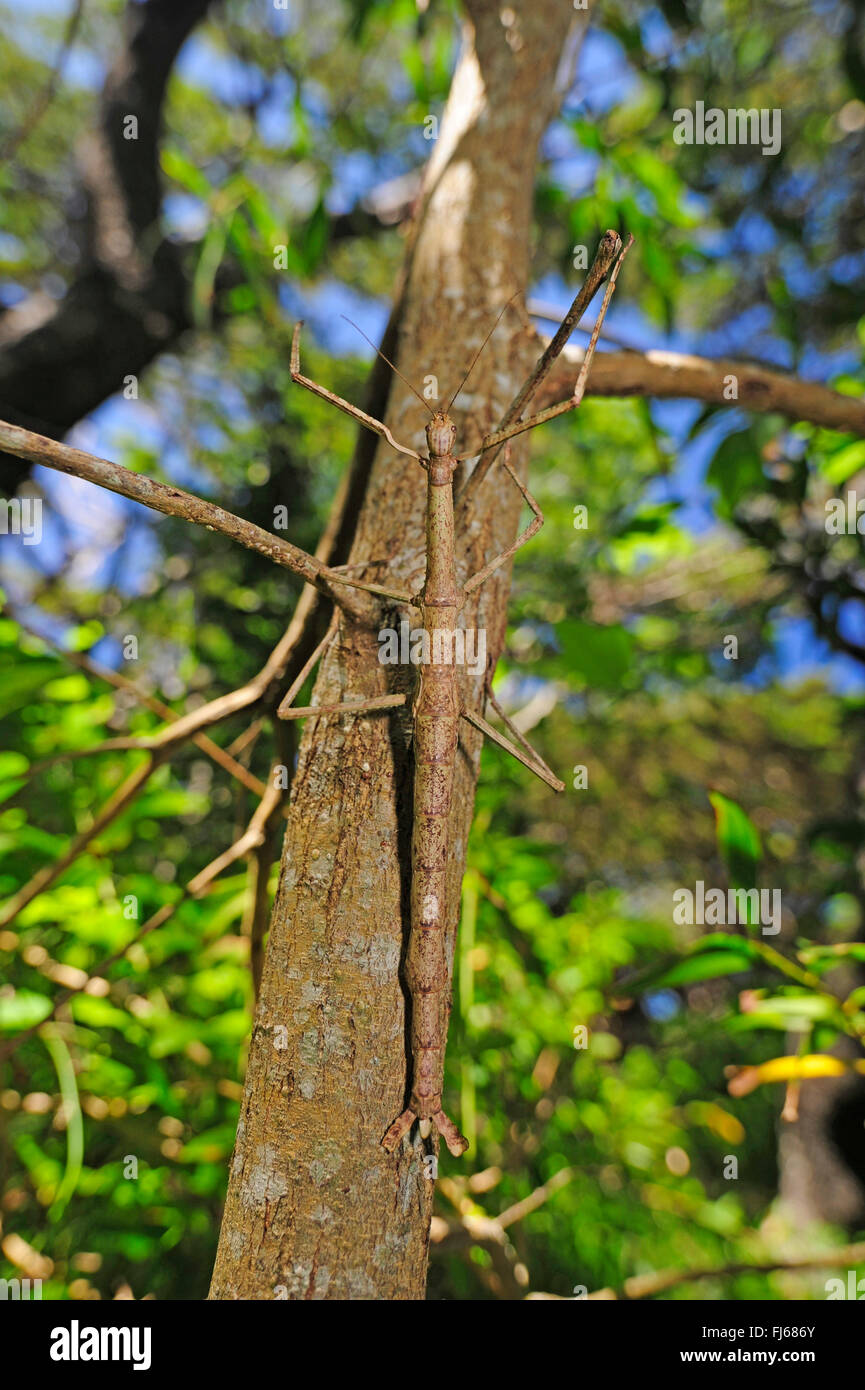walking stick (Phasmatidae, Phasmida), at a tree trunk, view from above ...