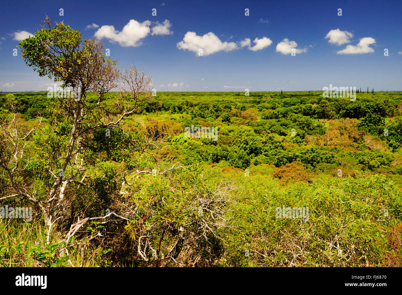 Melanesia rainforest ecosystem hi-res stock photography and images - Alamy