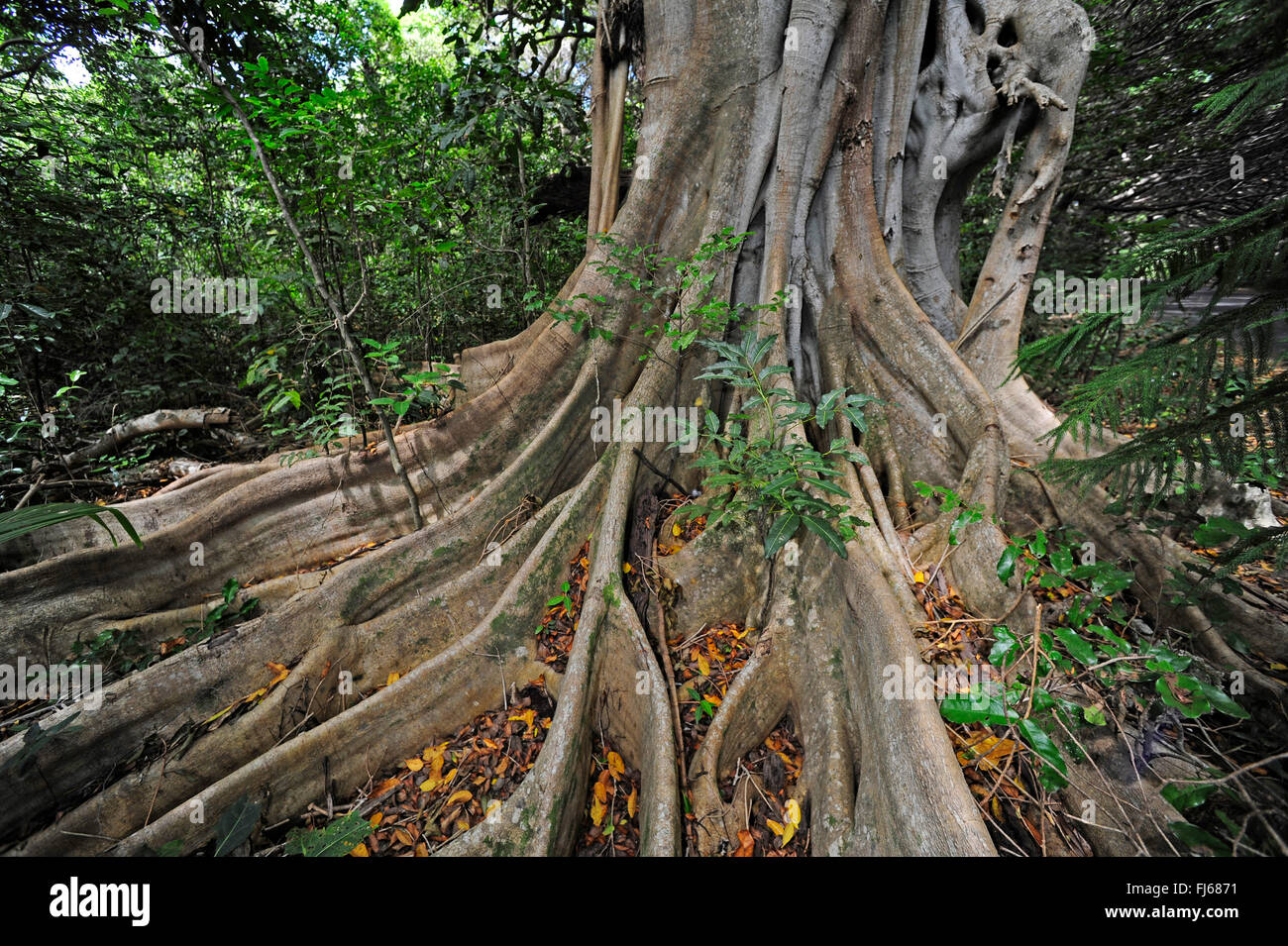 Tree roots hi-res stock photography and images - Alamy