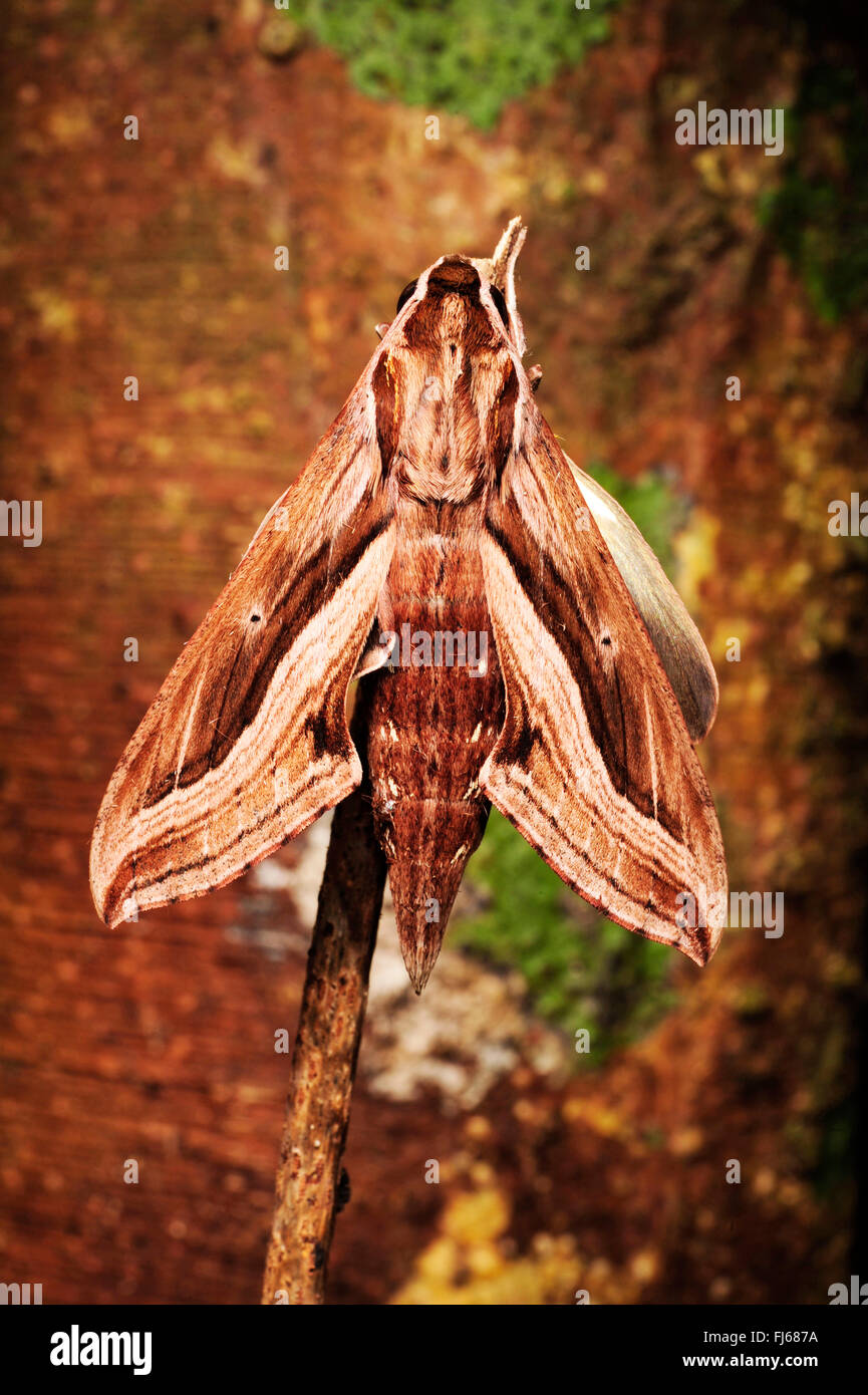 hawkmoths, sphinx moths (Sphingidae), at a stem, view from above, New ...