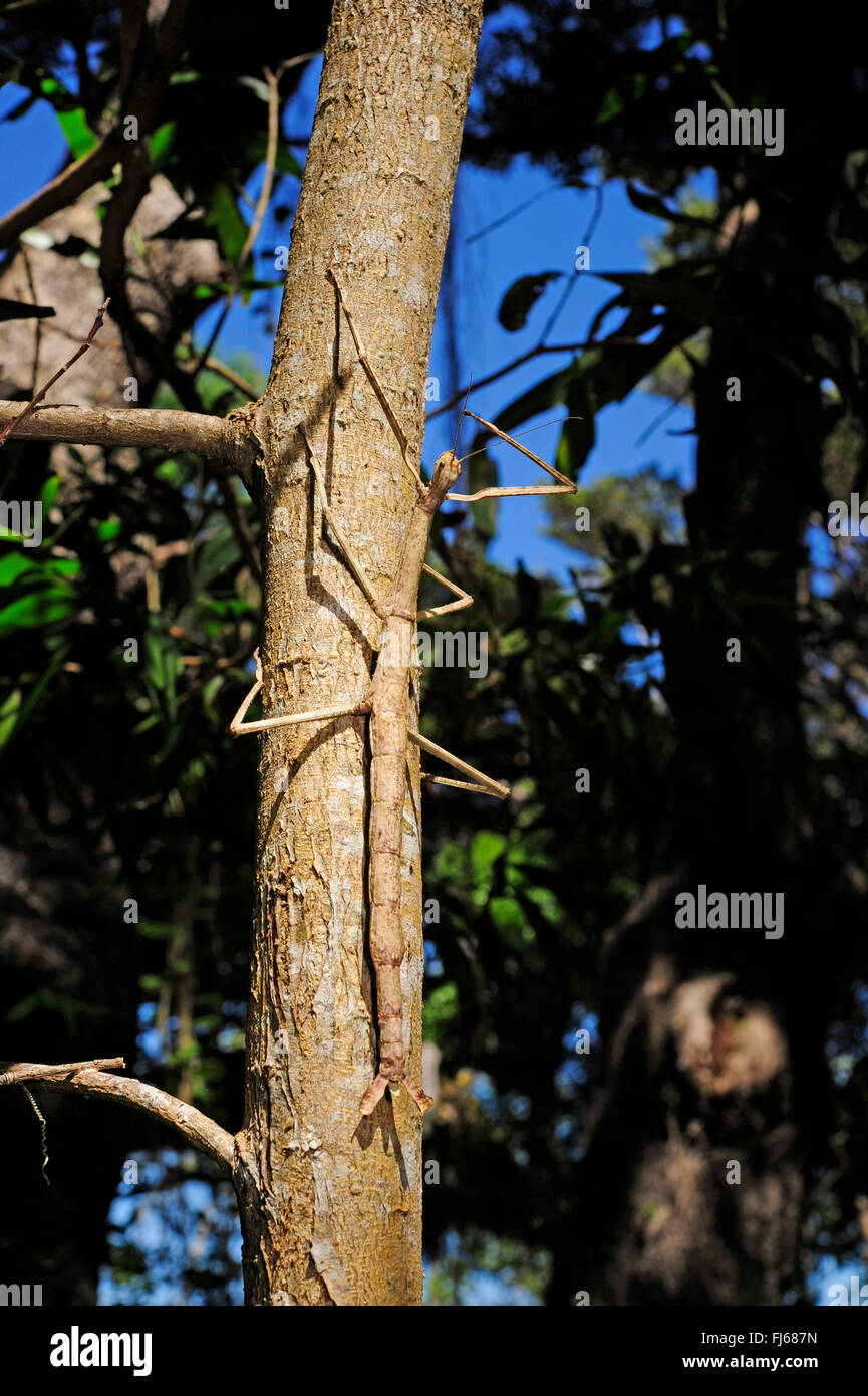 walking stick (Phasmatidae, Phasmida), at a tree trunk, view from above ...