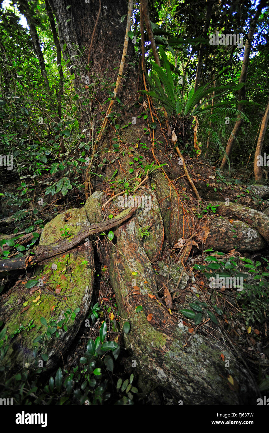 Vegetation in the new caledonian rain forest hi-res stock photography ...
