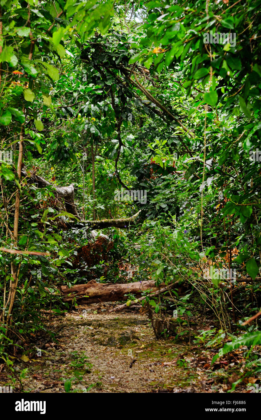 Vegetation in the new caledonian rain forest hi-res stock photography ...