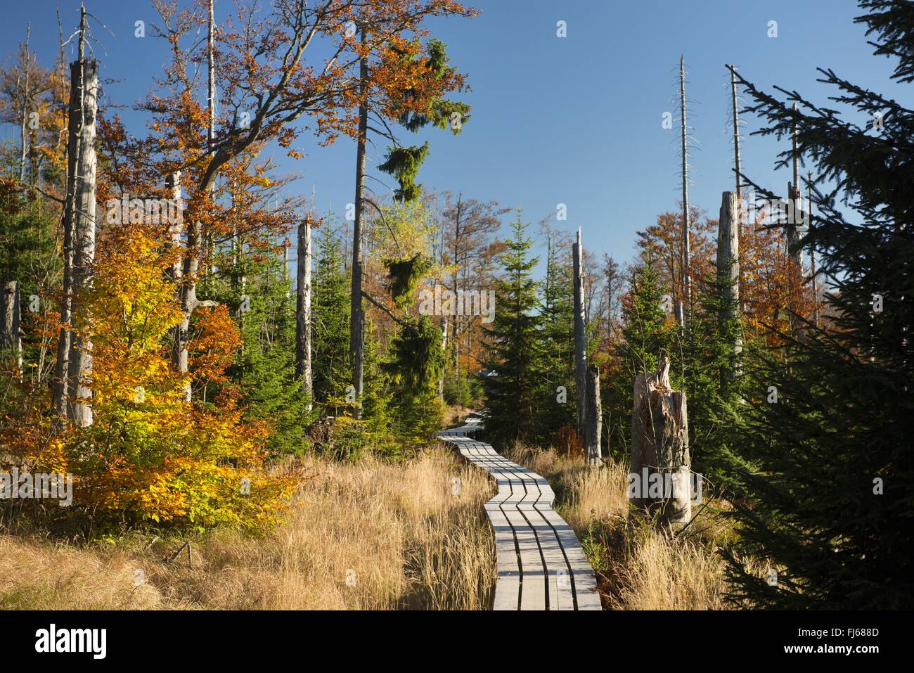 path through autumnal forest with wind throw of trees after stormy ...