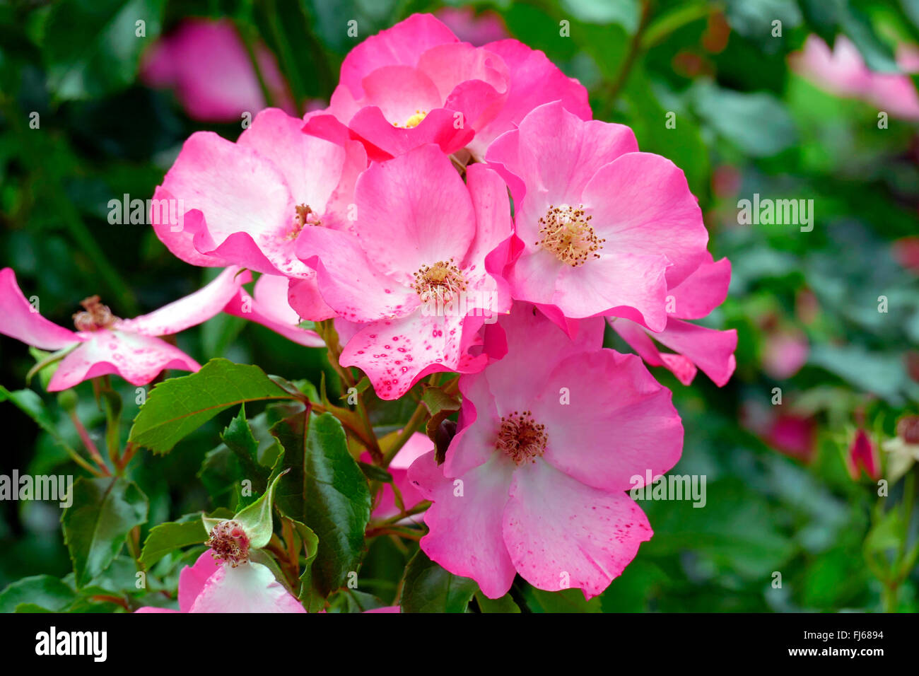ornamental rose (Rosa spec.), cultivar Vegesacker Charme Stock Photo ...