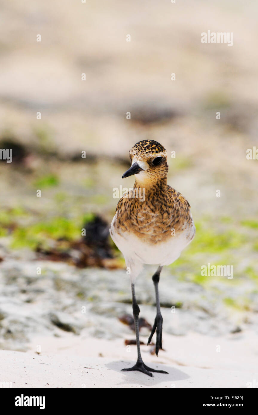 Pacific golden plover (Pluvialis fulva), walking Pacific golden plover ...