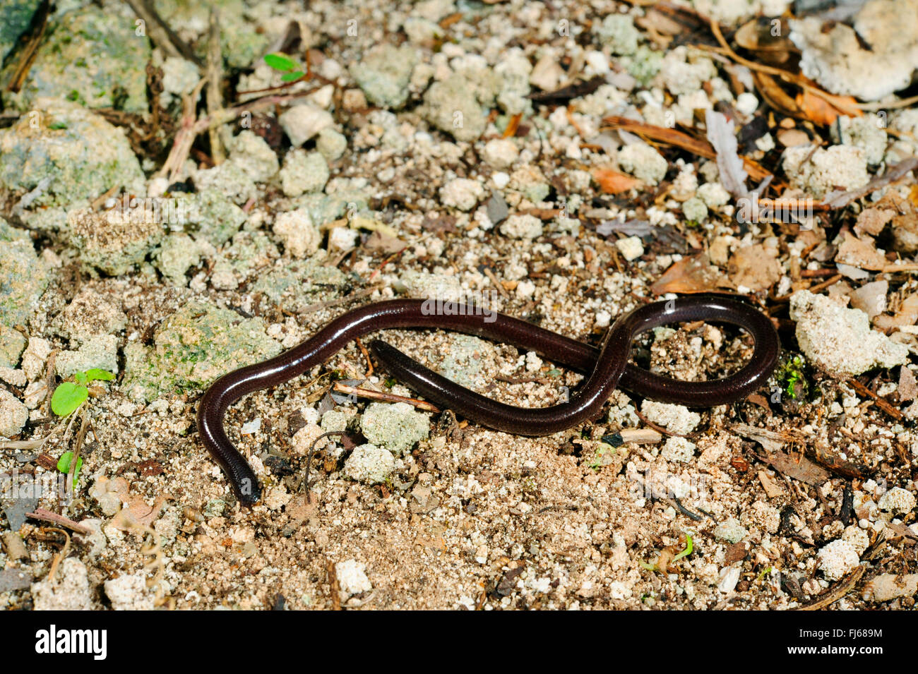 Braminy blind snake ramphotyphlops braminus hi-res stock photography ...