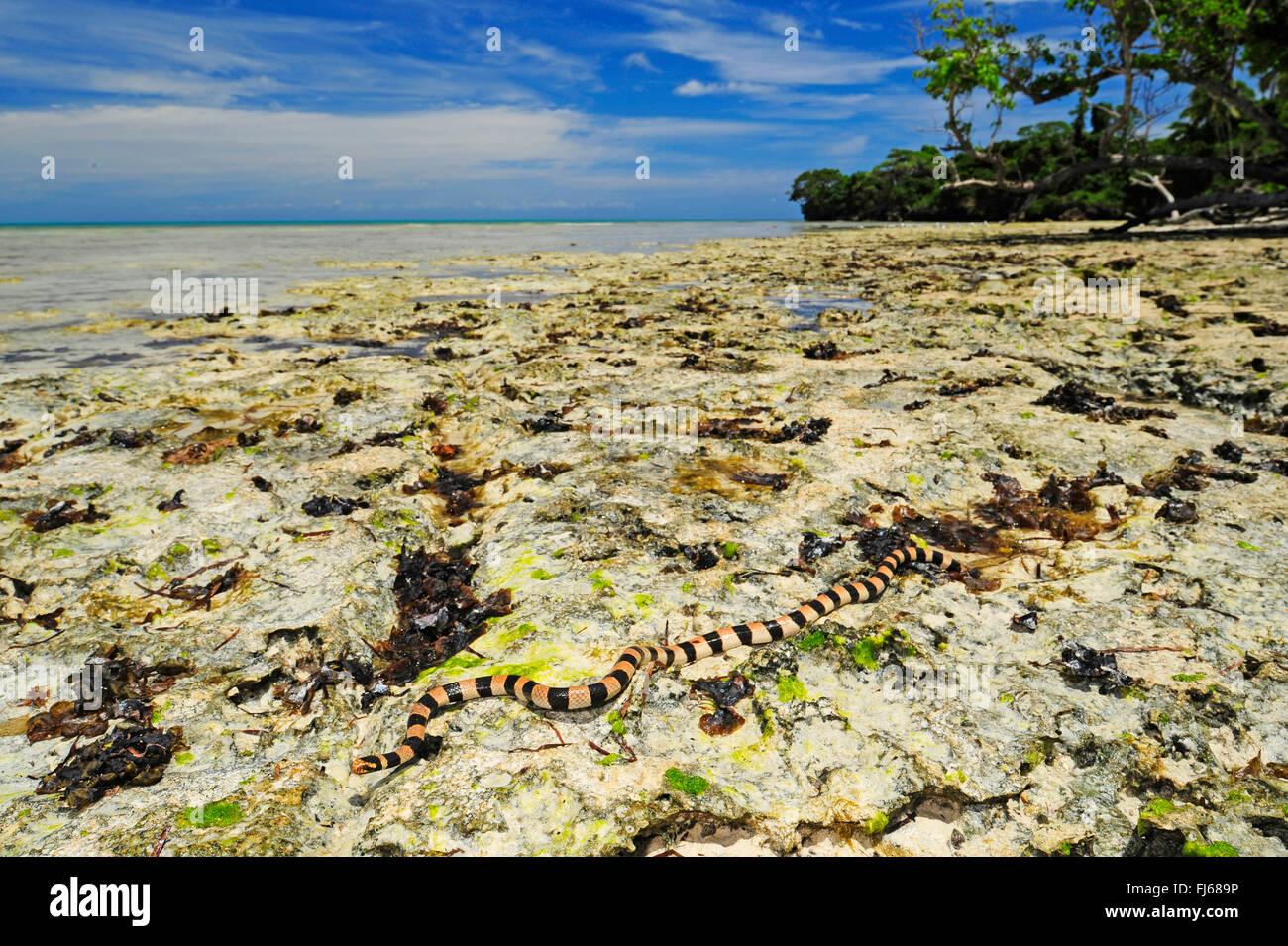 Banded yellow-lipped sea krait, Banded yellow-lipped sea snake, Banded ...