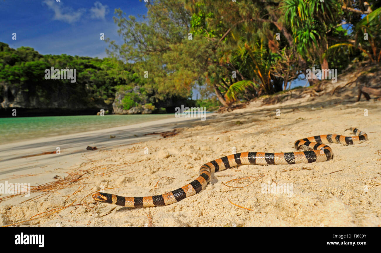 Banded yellow-lipped sea krait, Banded yellow-lipped sea snake, Banded ...