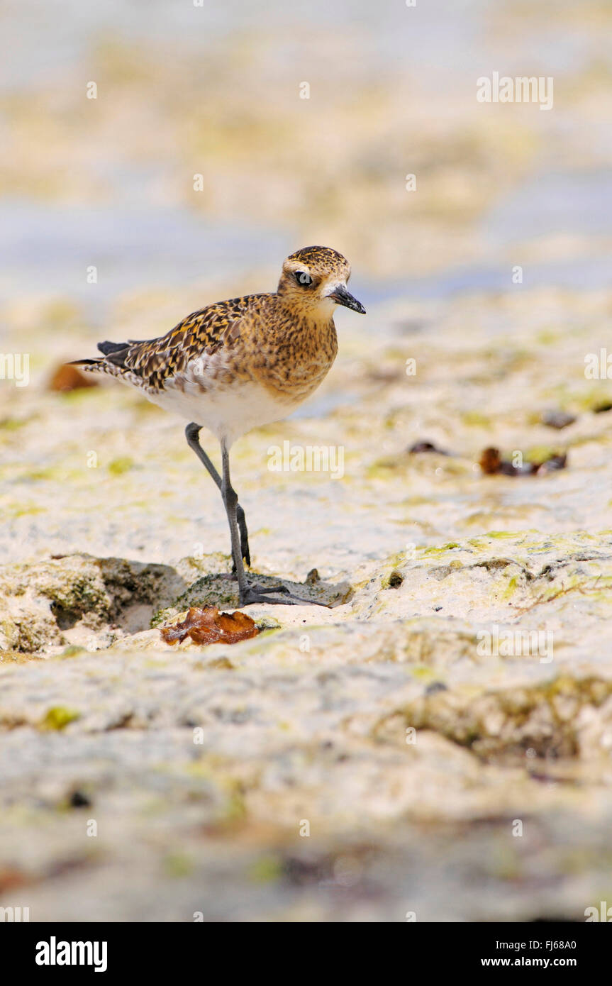 Pacific golden plover (Pluvialis fulva), walking Pacific golden plover ...