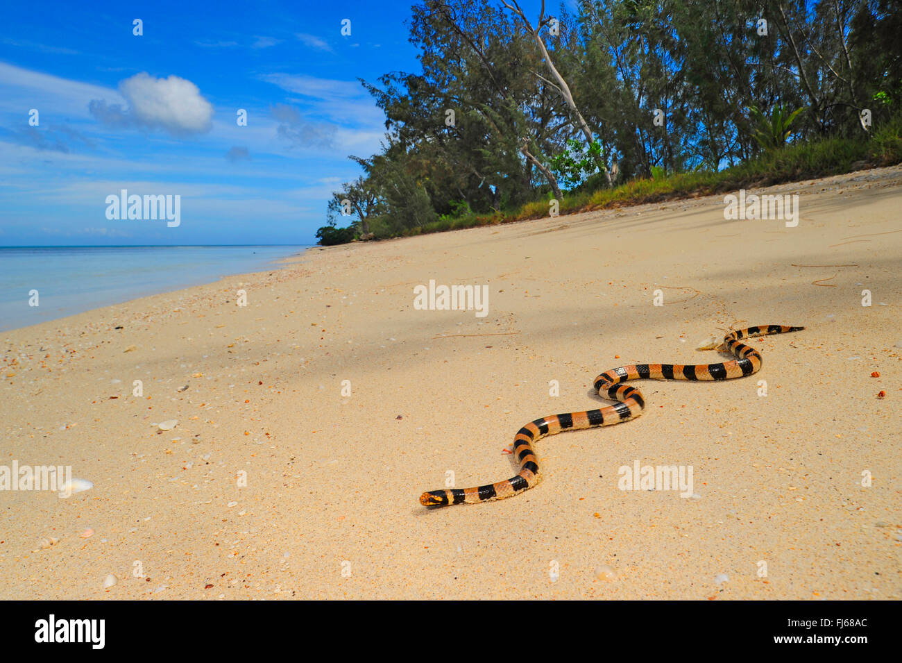 Laticauda colubrina hi-res stock photography and images - Alamy