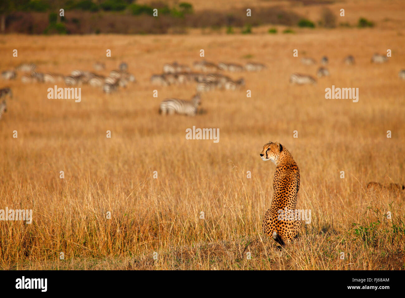 Cheetah and zebra hi-res stock photography and images - Alamy