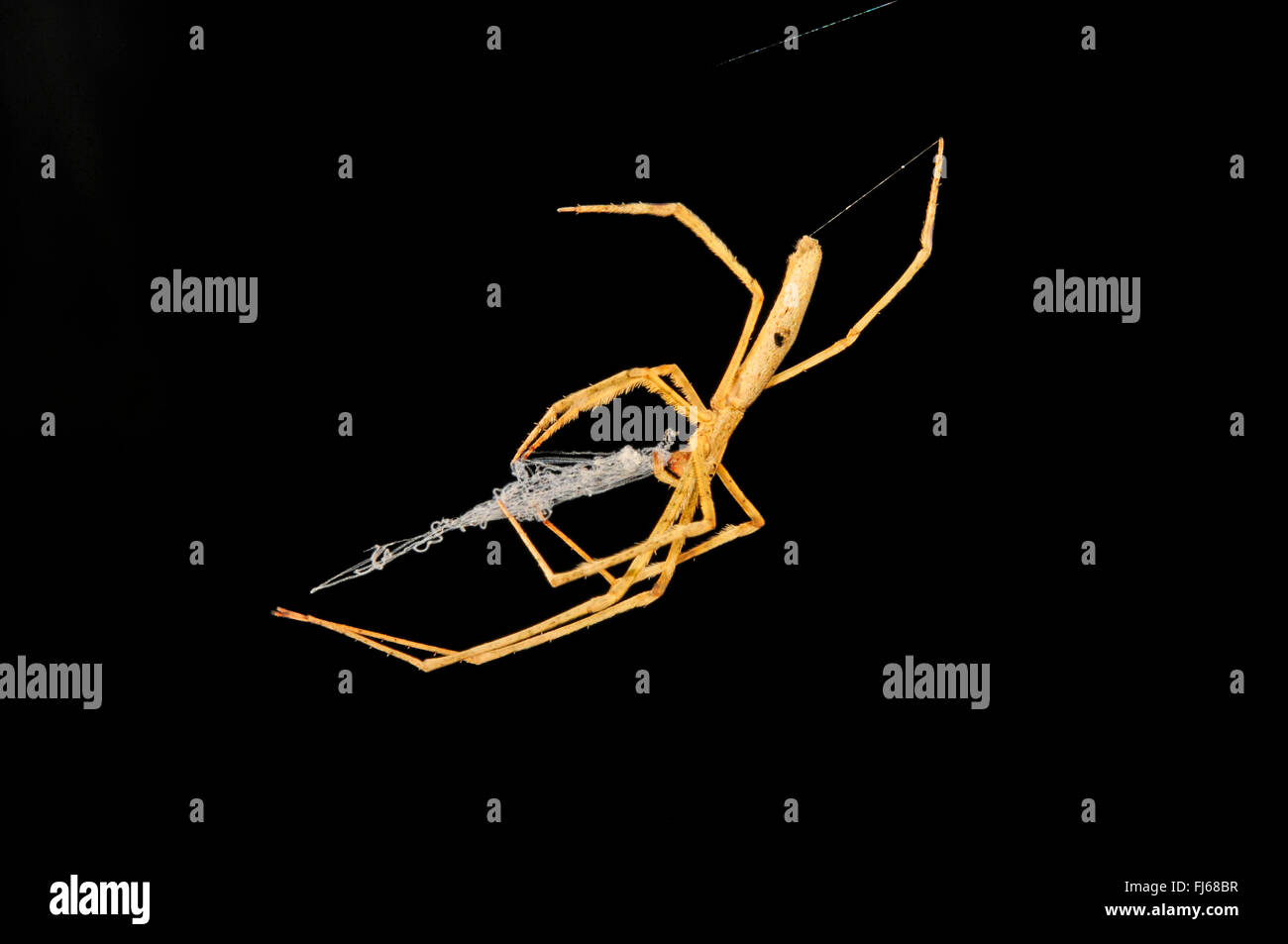 Ogre faced spider hi-res stock photography and images - Alamy