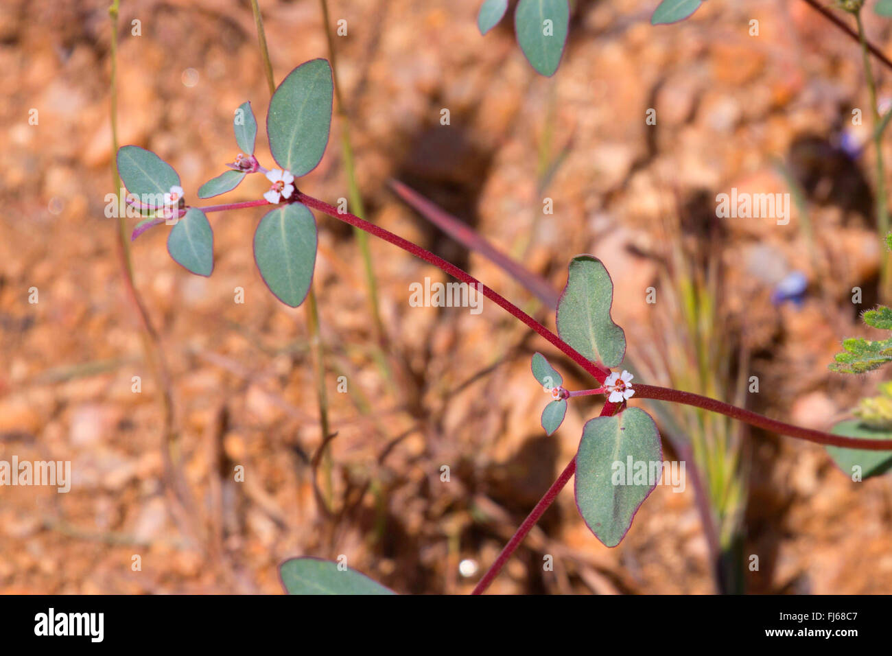 American spec hi-res stock photography and images - Alamy