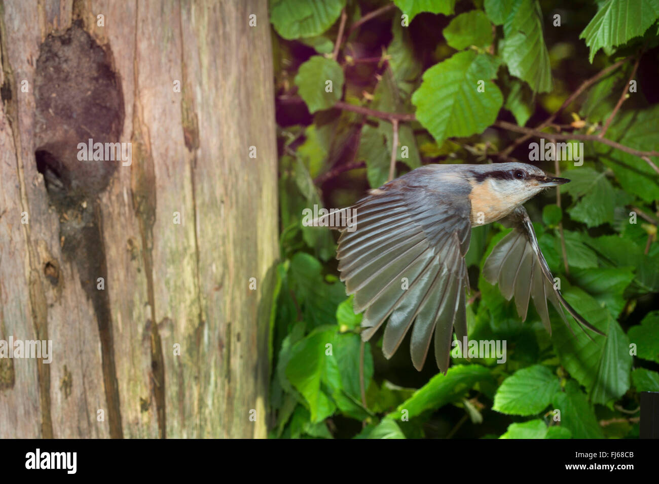 Eurasian nuthatch (Sitta europaea), taking off the breeding cave ...