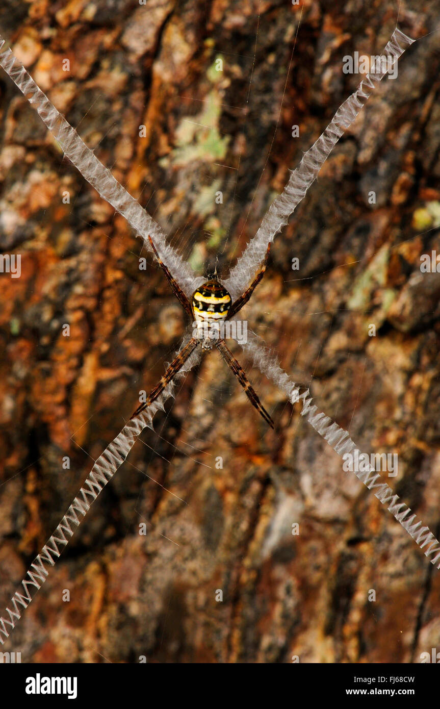 Argiope Spider (Argiope spec.), spider in its web, New Caledonia, Ile ...
