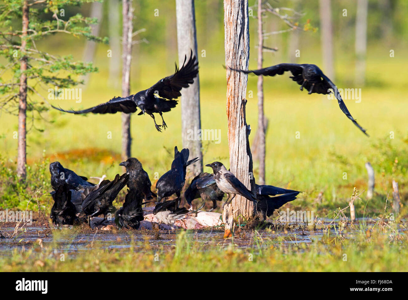 common raven (Corvus corax), troop at a water place, Finland, Kajaani ...