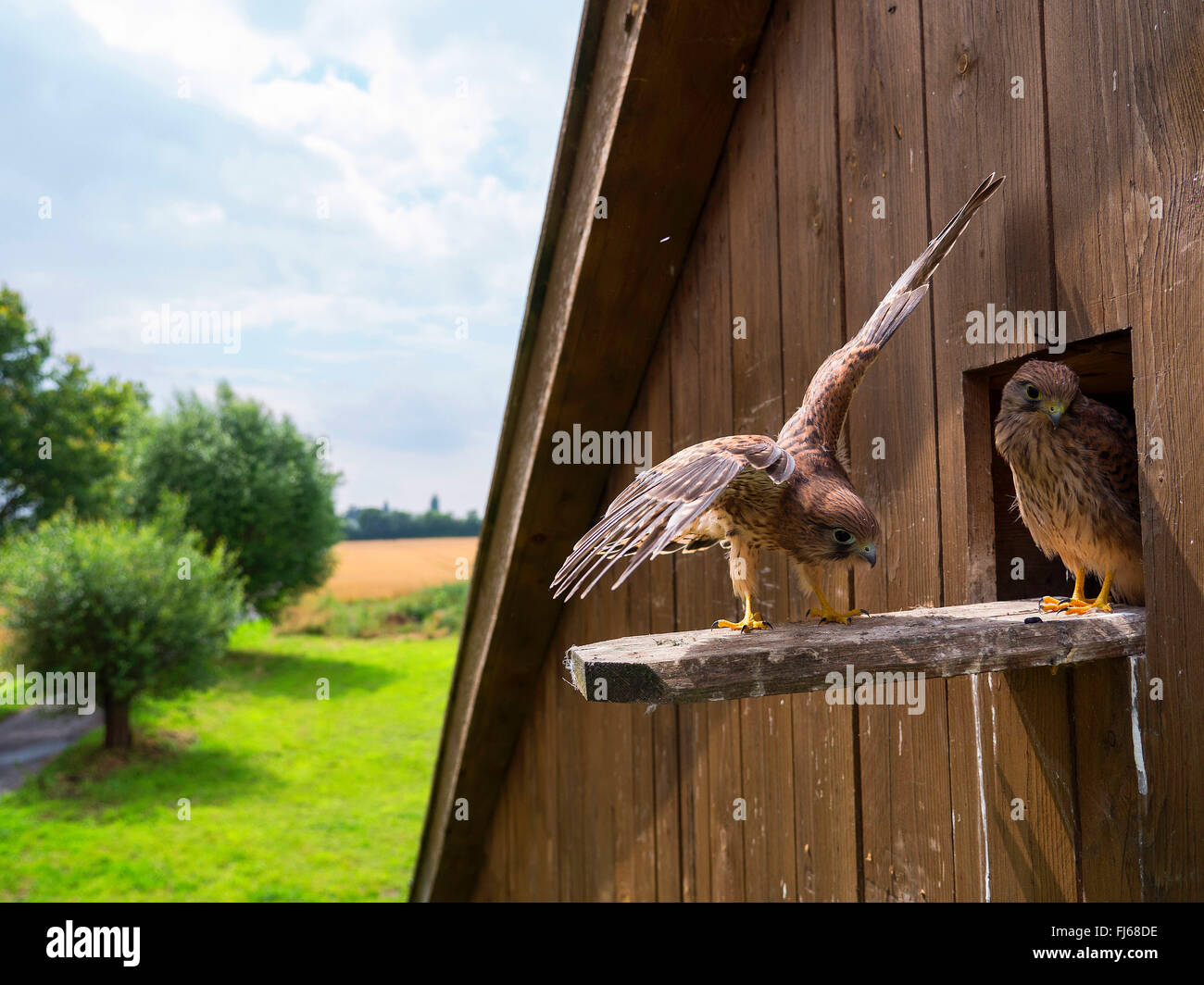 European Kestrel, Eurasian Kestrel, Old World Kestrel, Common Kestrel ...