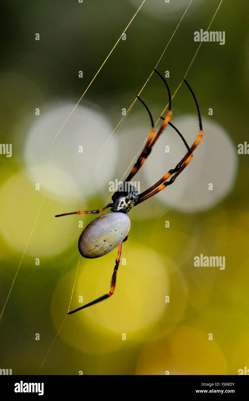 silk spiders (Nephilengys spec.), spider in its web, New Caledonia, Ile ...