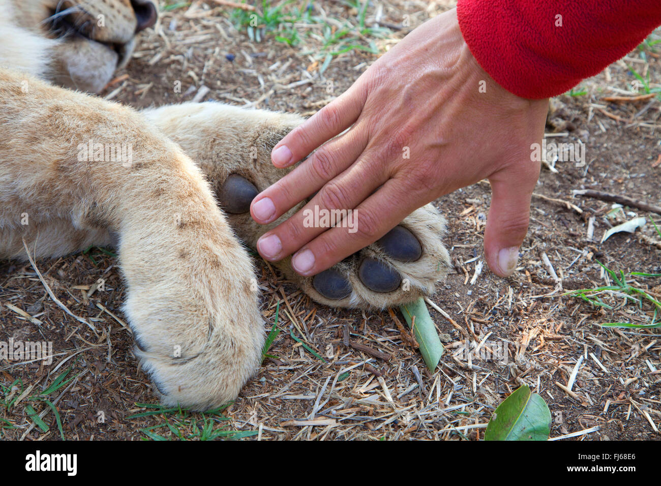 Human hands animal paw High Resolution Stock Photography and Images - Alamy