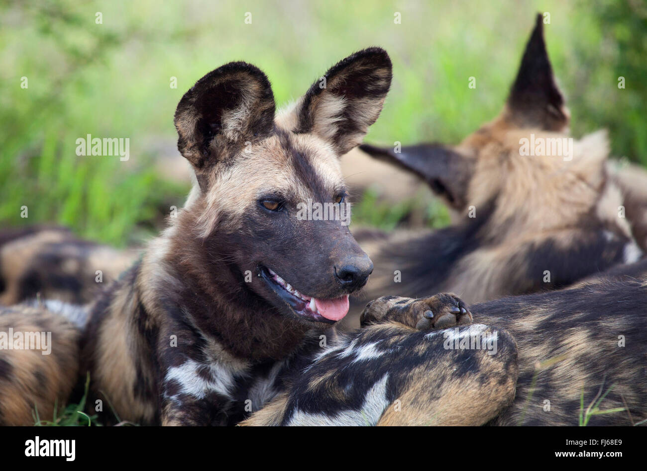 African wild dog, African hunting dog, Cape hunting dog, Painted dog ...