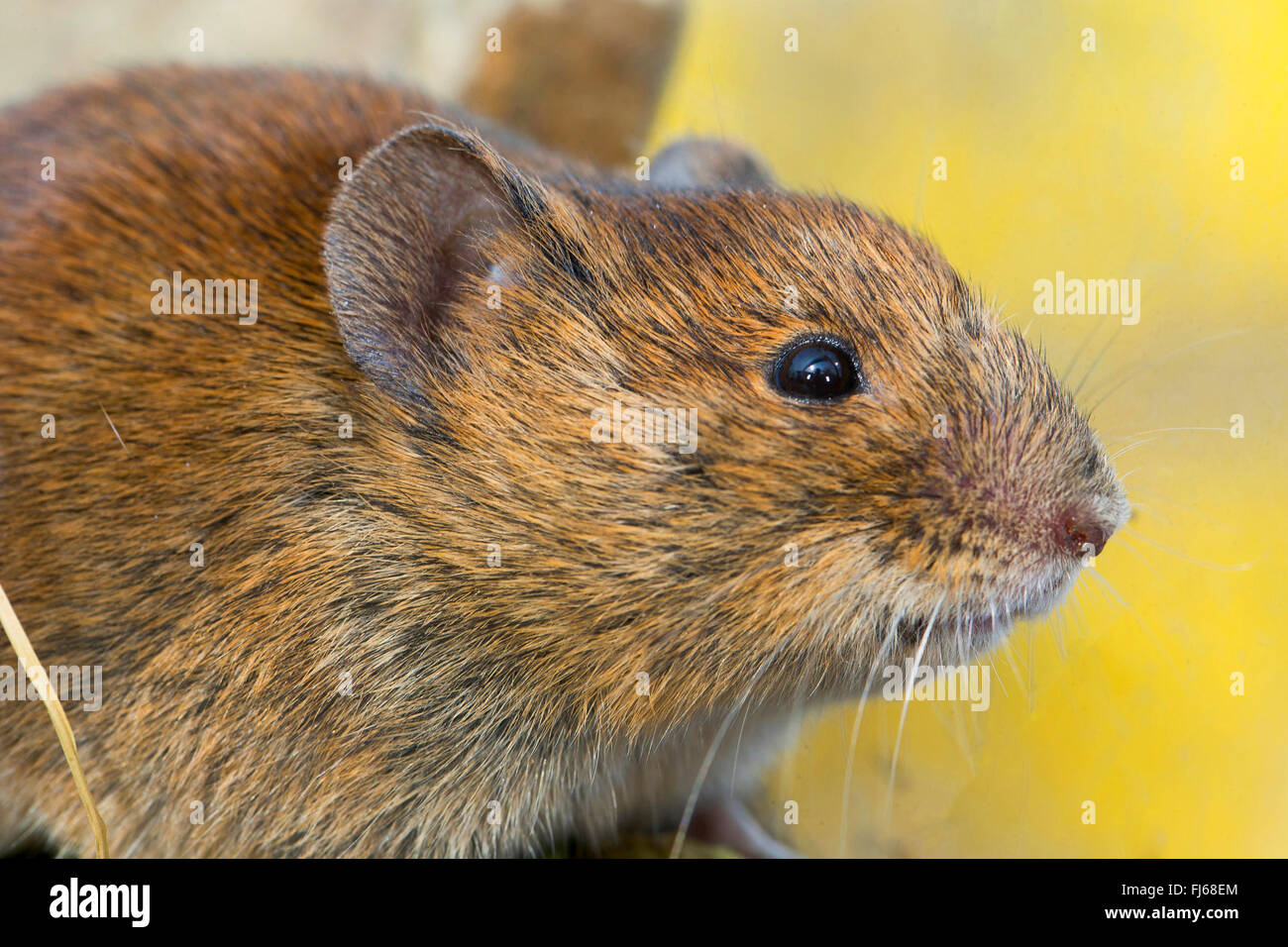 bank vole (Clethrionomys glareolus, Myodes glareolus), portrait ...