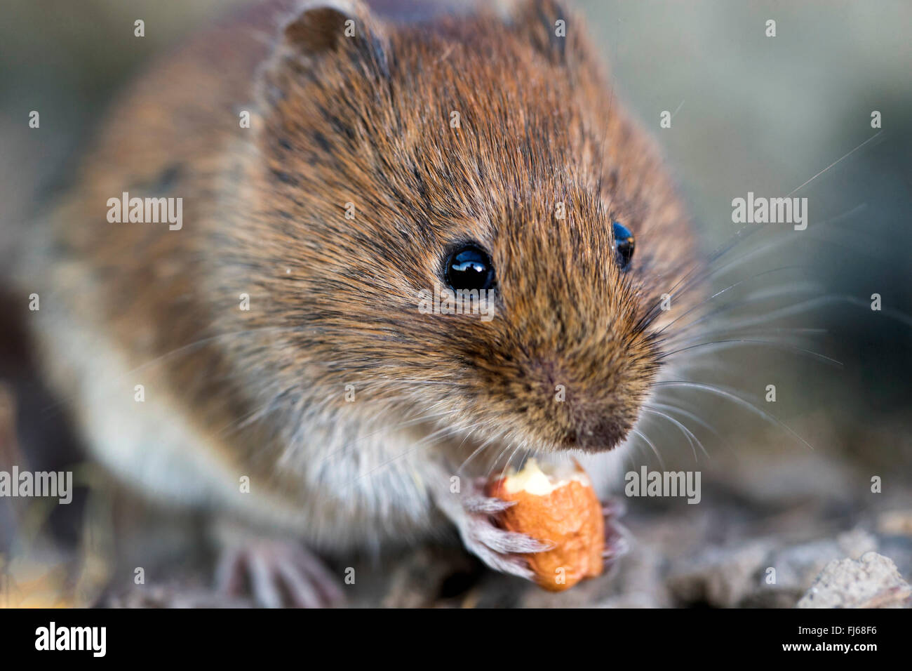 bank vole (Clethrionomys glareolus, Myodes glareolus), feeding, Germany ...