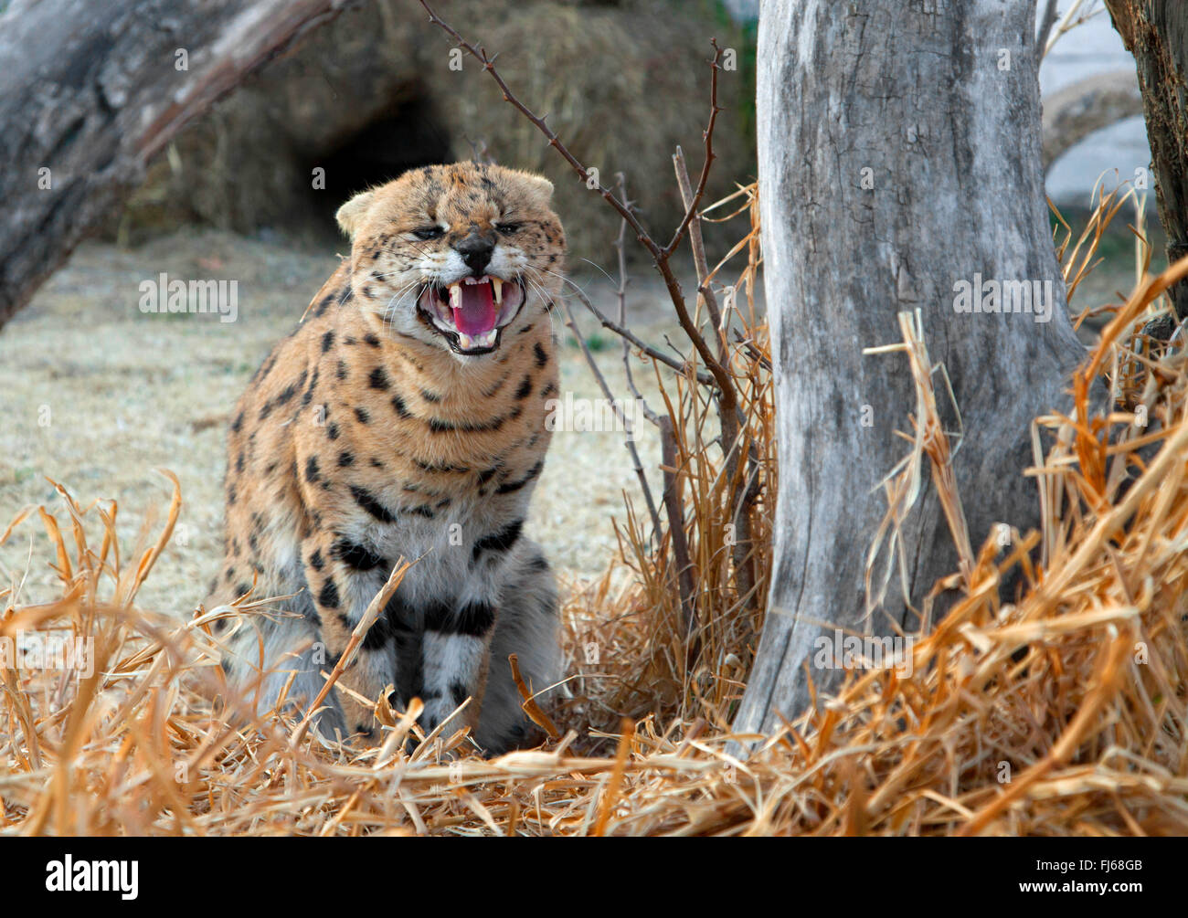 serval (Leptailurus serval, Felis serval), sitting on the ground at a ...