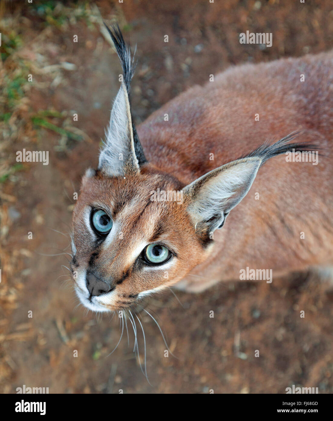 Caracal wild animal hi-res stock photography and images - Alamy