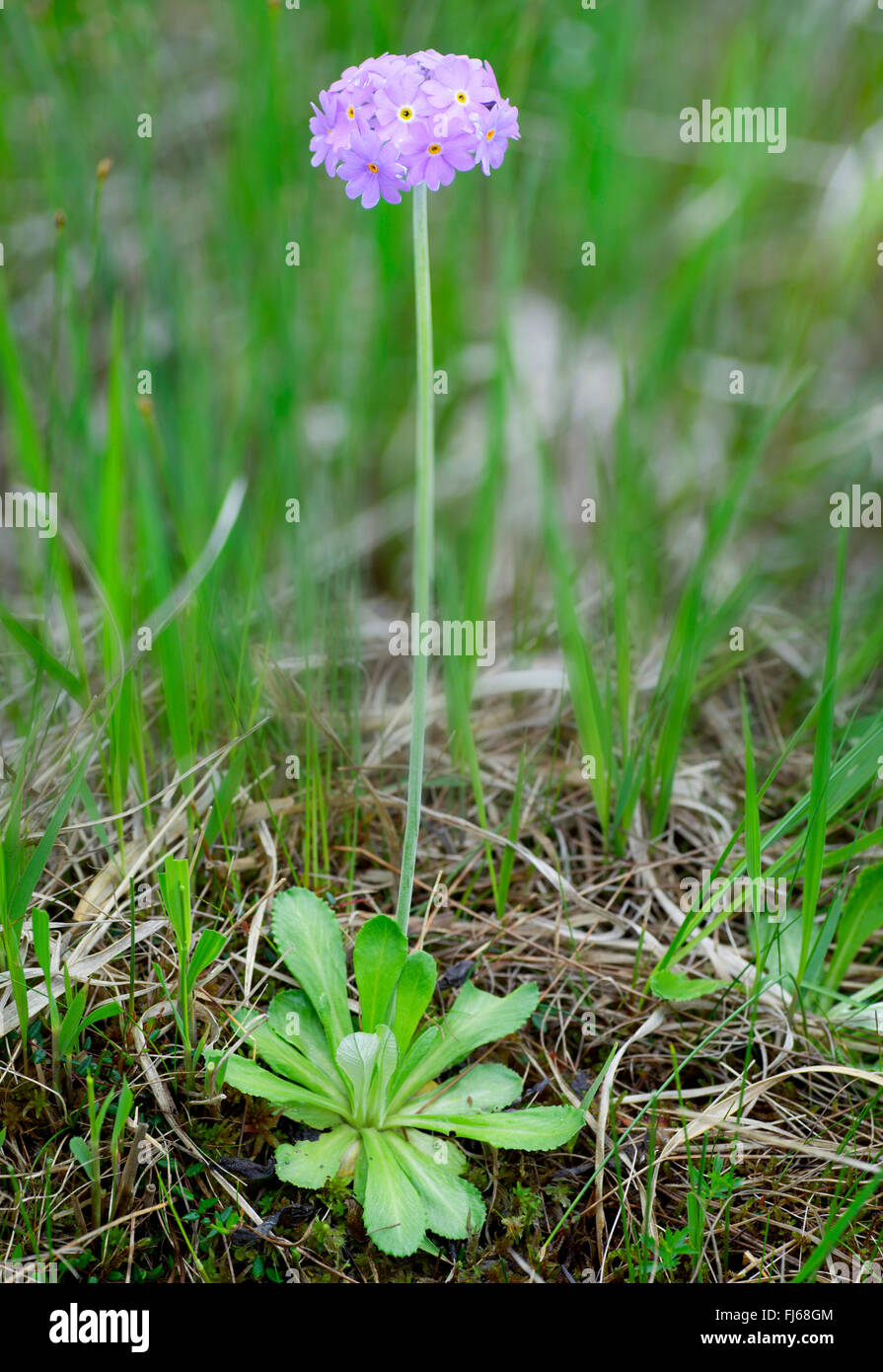 German primrose hi-res stock photography and images - Alamy