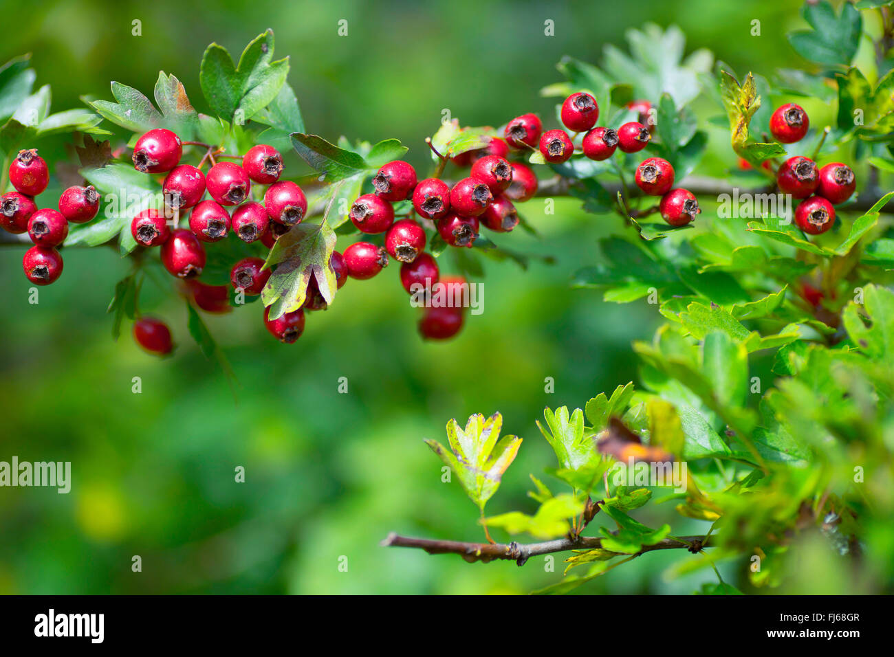 common hawthorn, singleseed hawthorn, English hawthorn (Crataegus ...