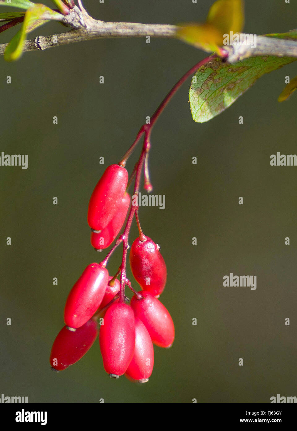 European barberry berberis vulgaris hi-res stock photography and images ...