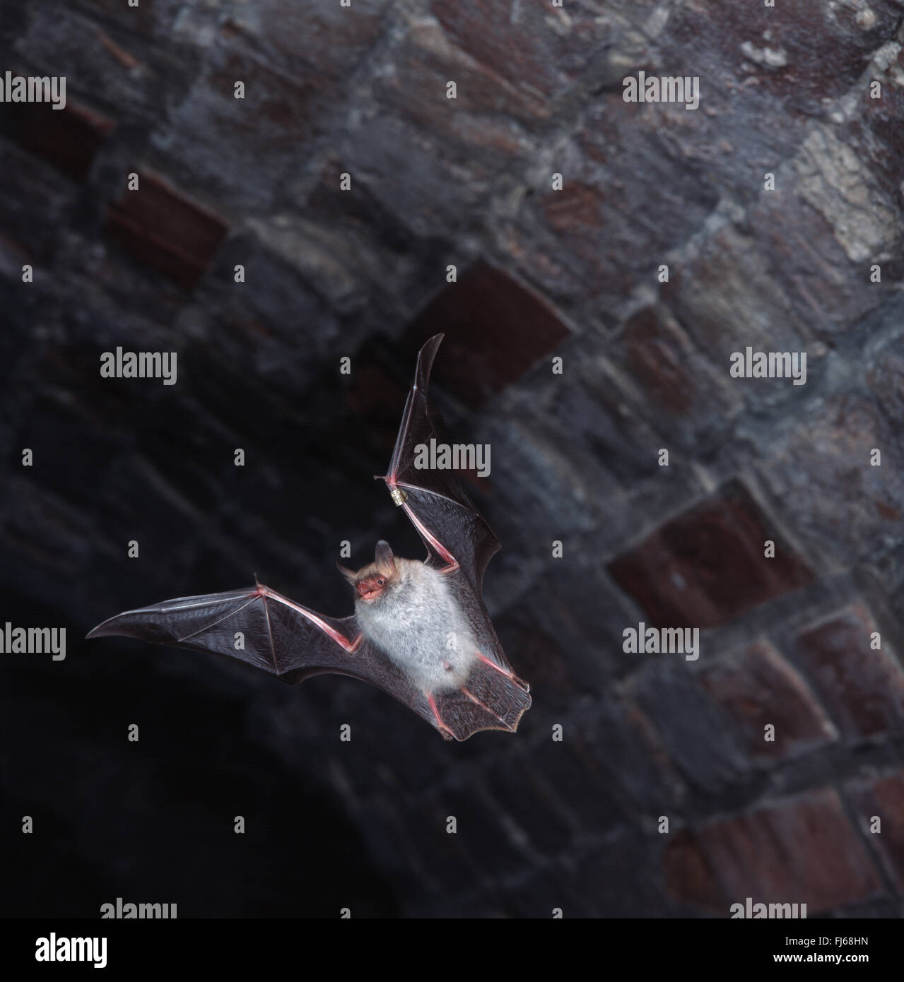Natterer's bat (Myotis nattereri), flying in the vault of a fortress ...